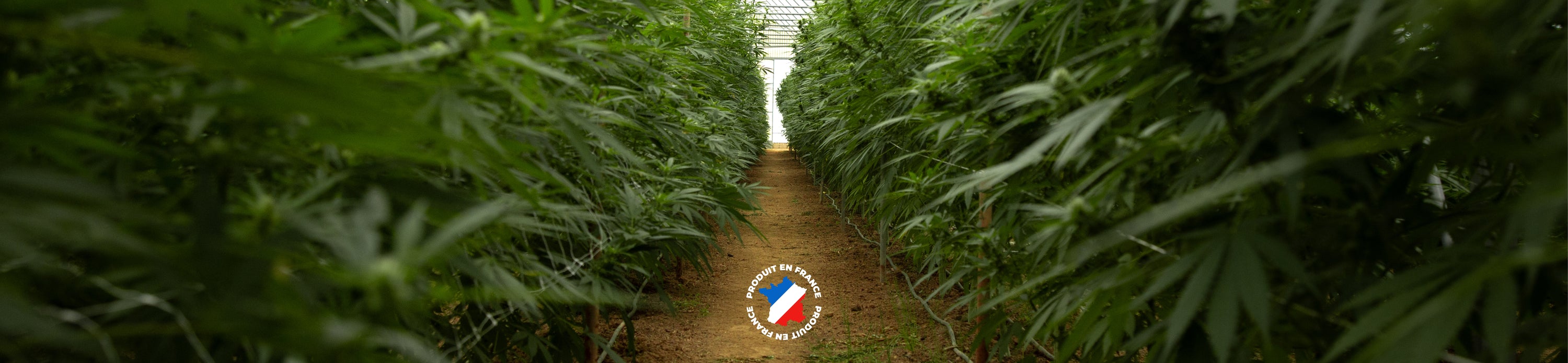 CBD Bio cultivé en France | Amour de Chanvre